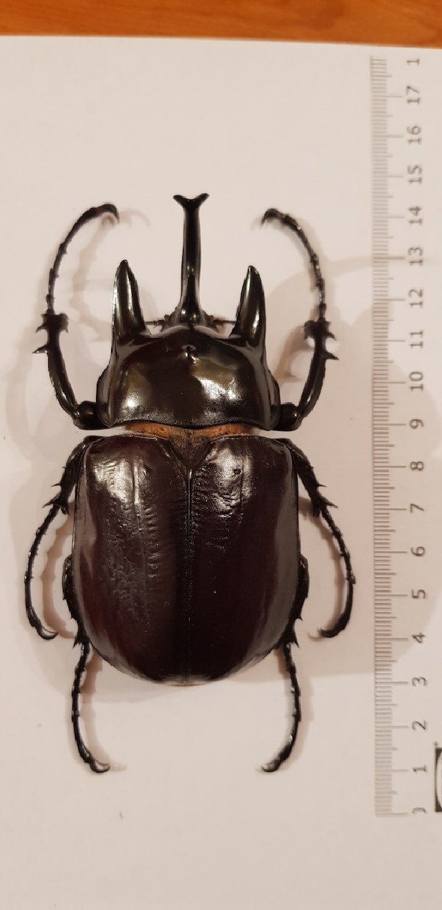 BOLD Systems: Taxonomy Browser - Megasoma fujitai {species}